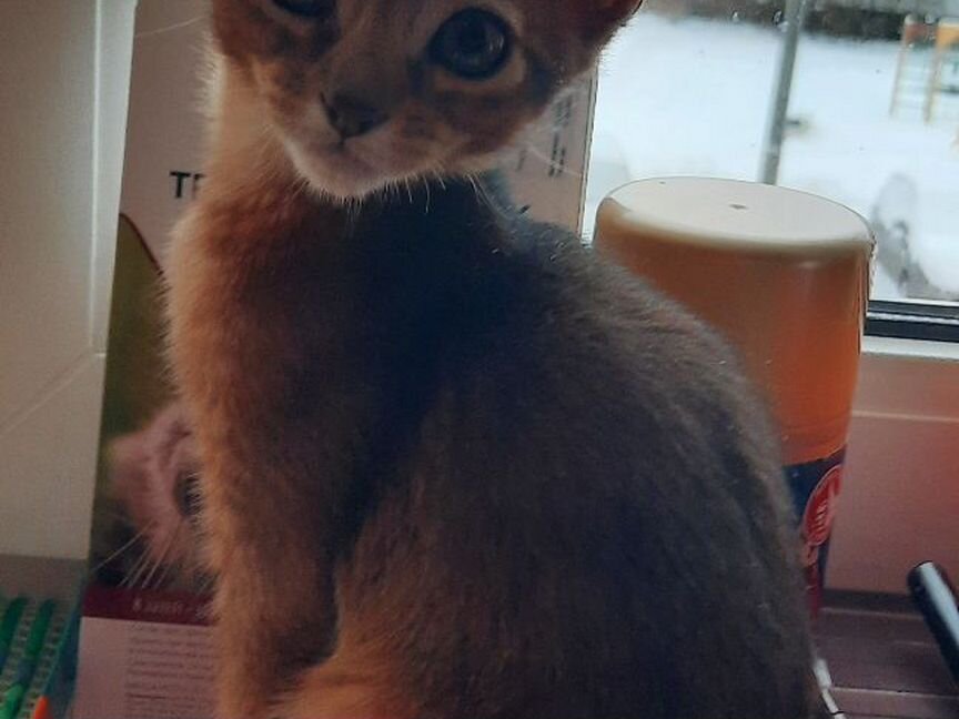 Абиссинская