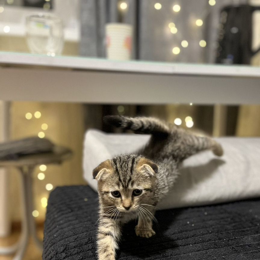 Британский котёнок