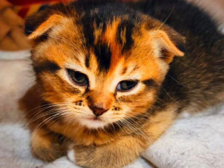 Котята скотиш фолд