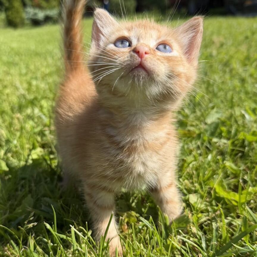 Котёнок в добрые руки
