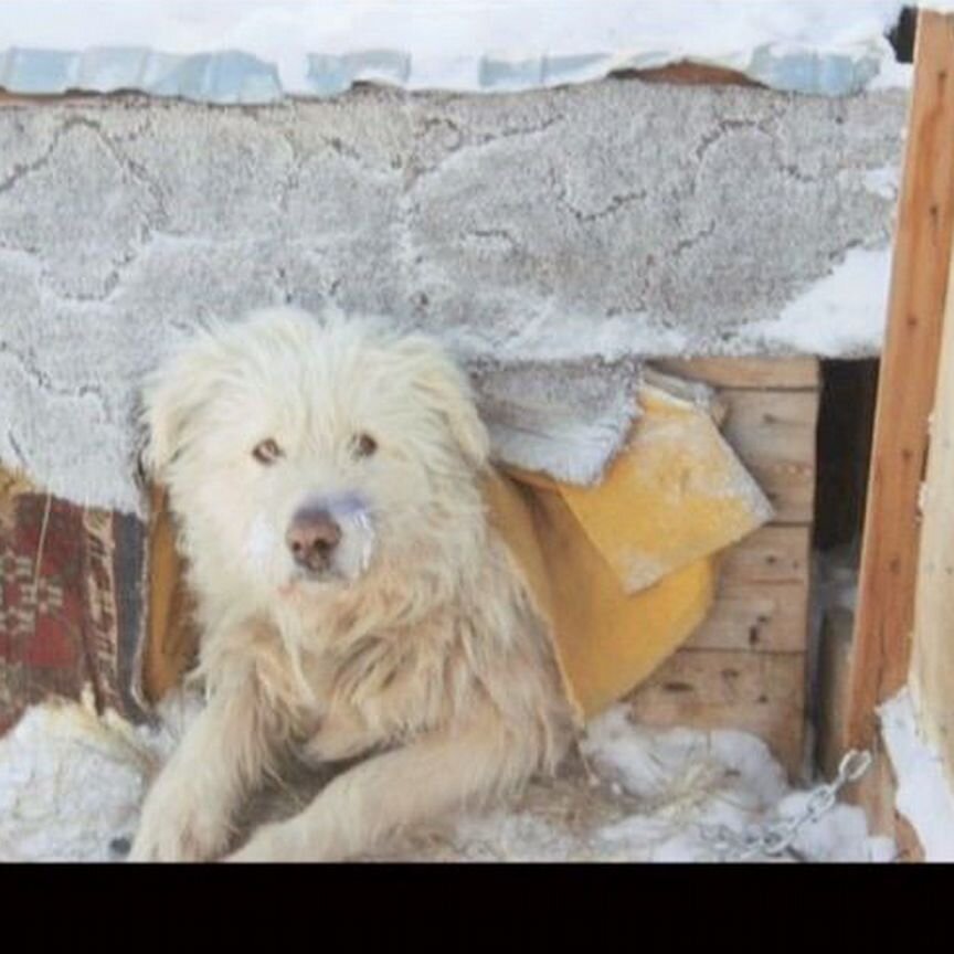 Песик из Якутска