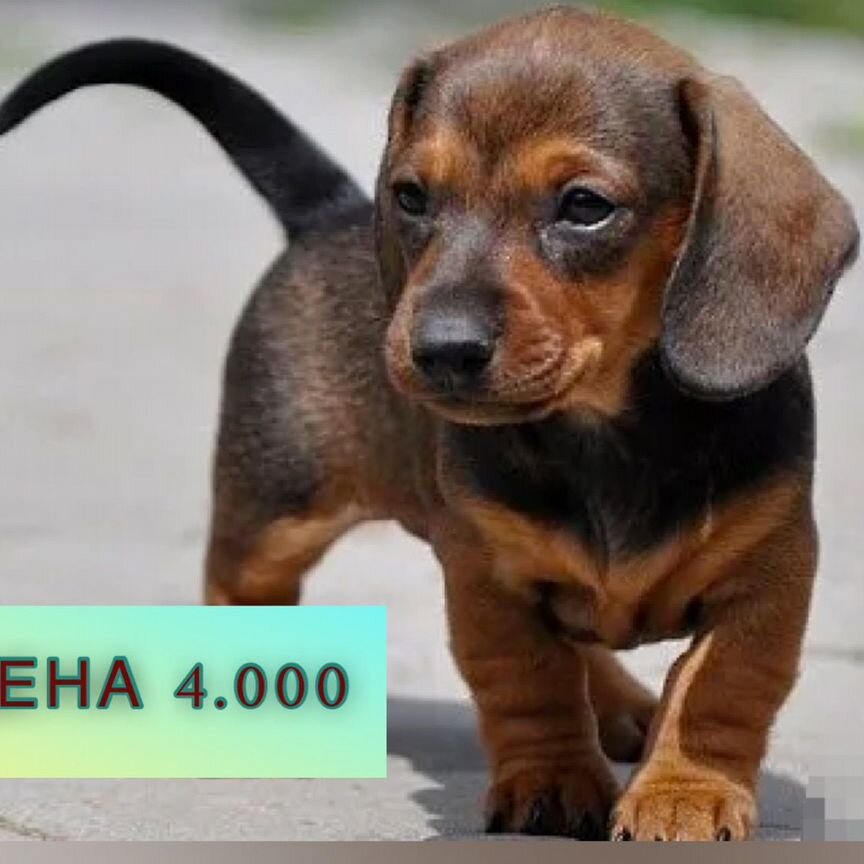 Такса, щенок