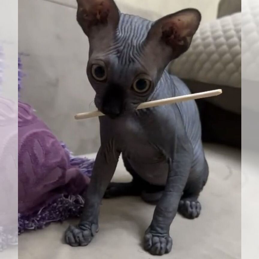 Канадский сфинкс, кот вязка