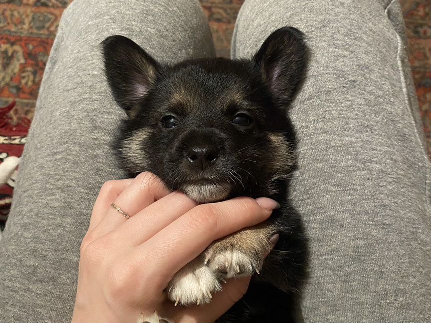 Собака в добрые руки