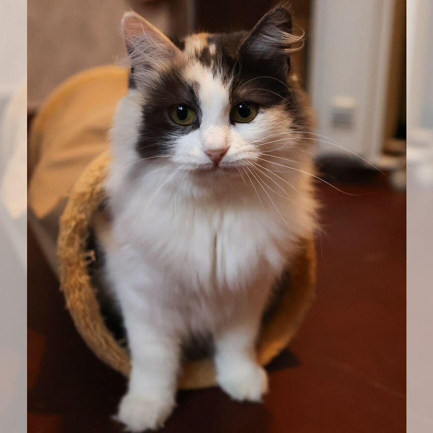 Моника ищет дом