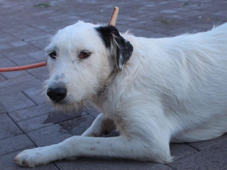 Стелла, ищет семью