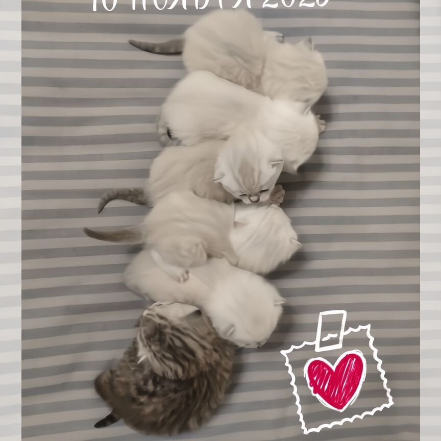 Шотландский вислоухий короткошёрстный котёнок