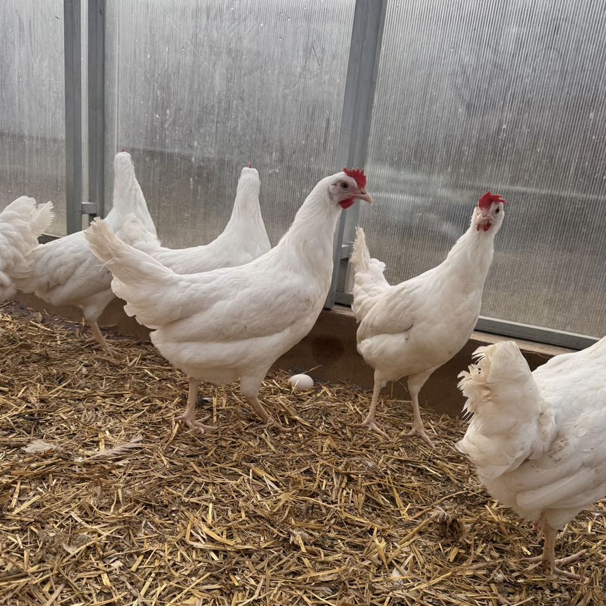 Куры молодки несушки 4,5 месяца/несутся