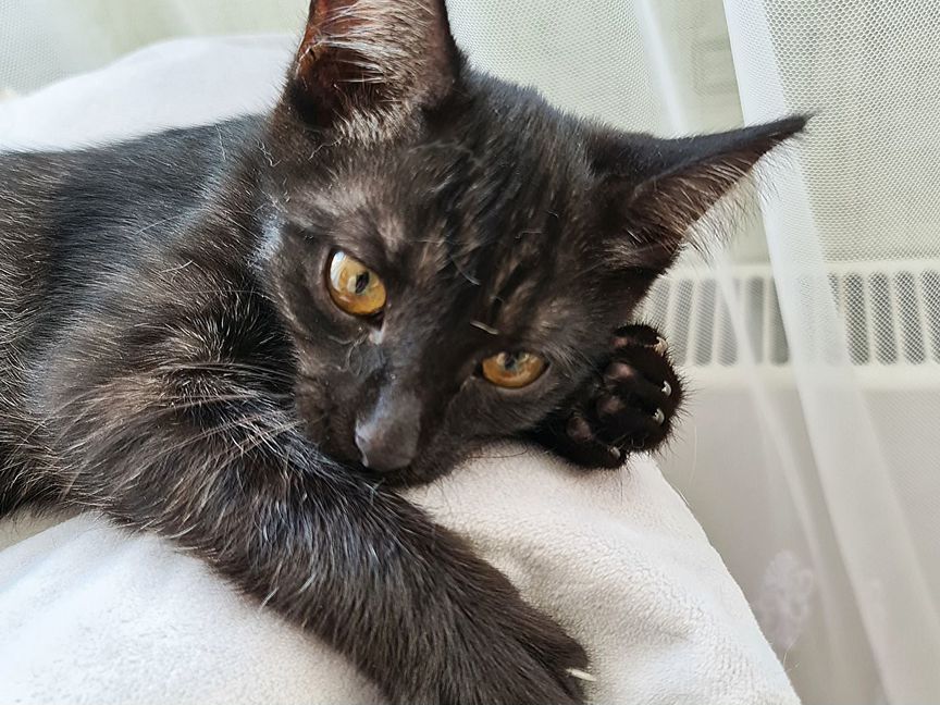 Умный котёнок в добрые руки