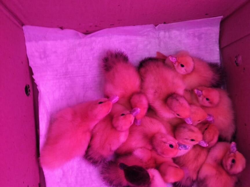 Индоутки, цыплята суточные