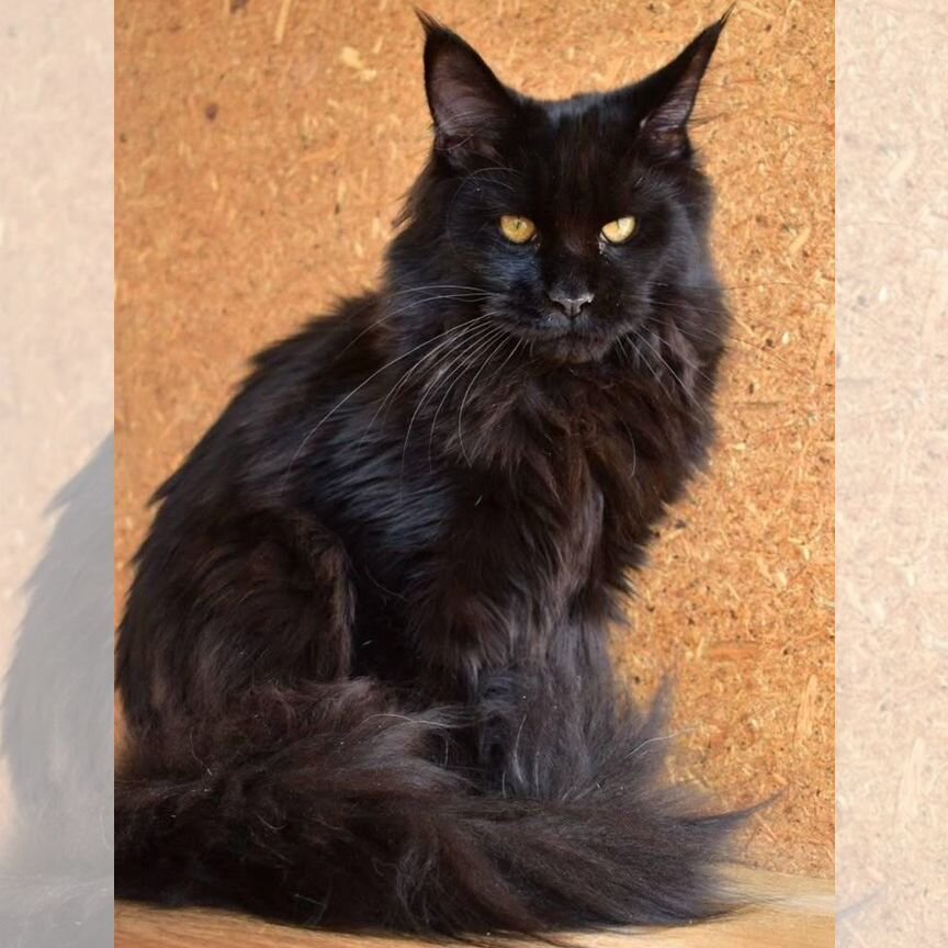 Мейн-кун, кот вязка