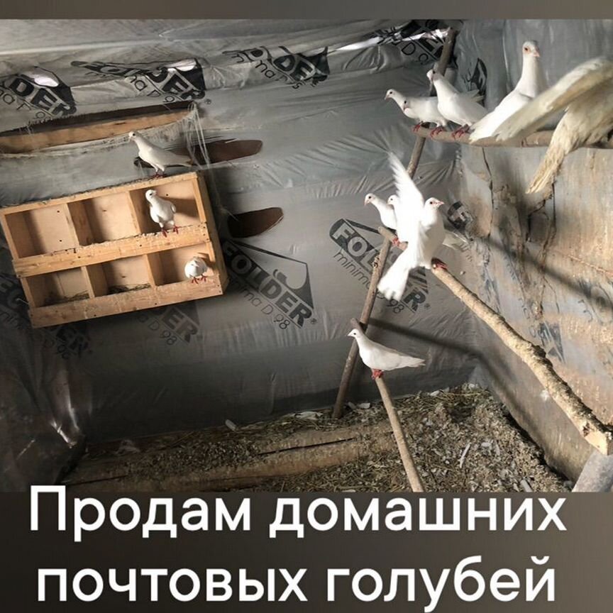 Голуби почтовые