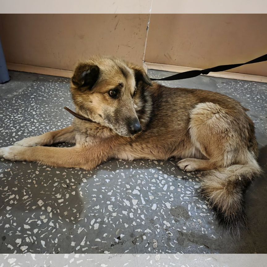 Взрослый пёс в добрые руки