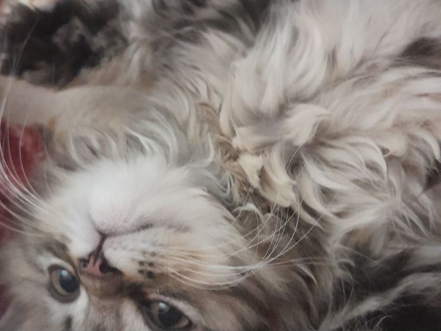 Шотландский котёнок