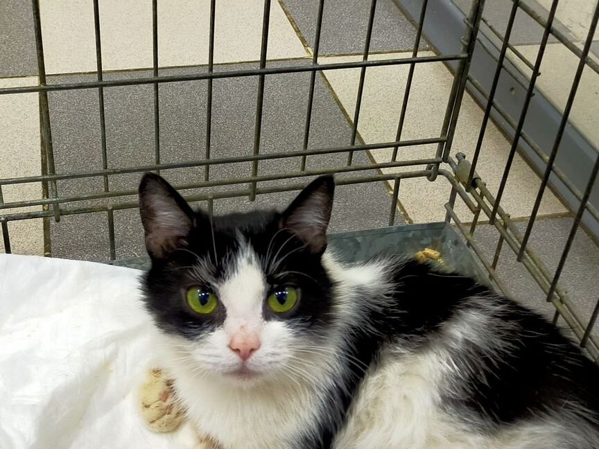 Зефирка ищет дом