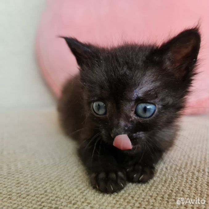 Котенок голубоглазый