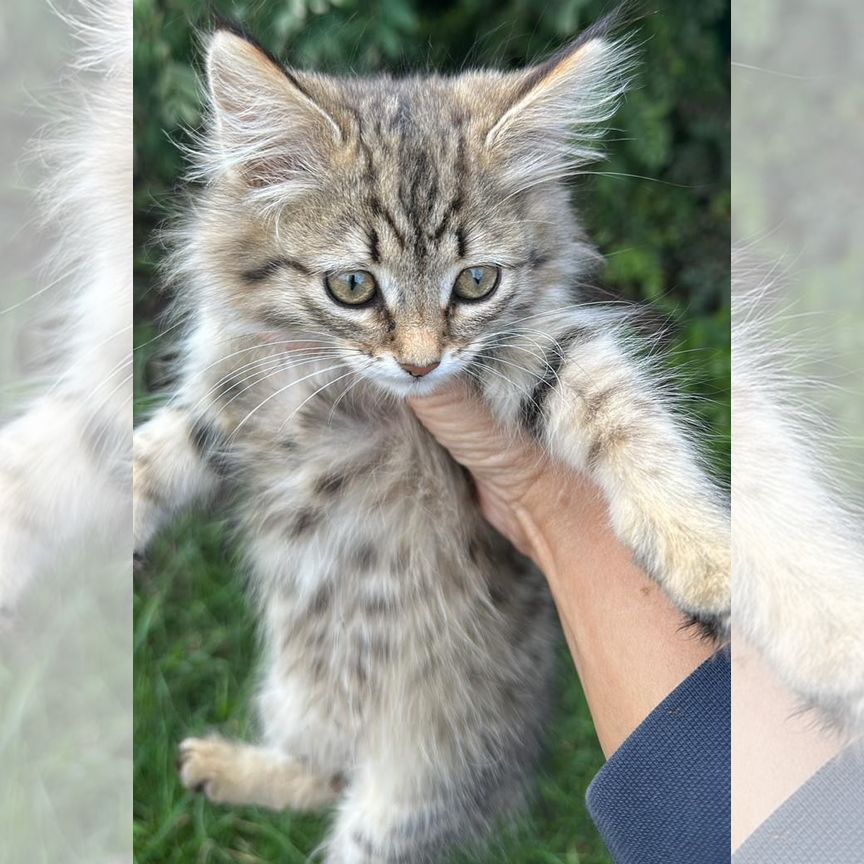 Бедные котятки - девочки