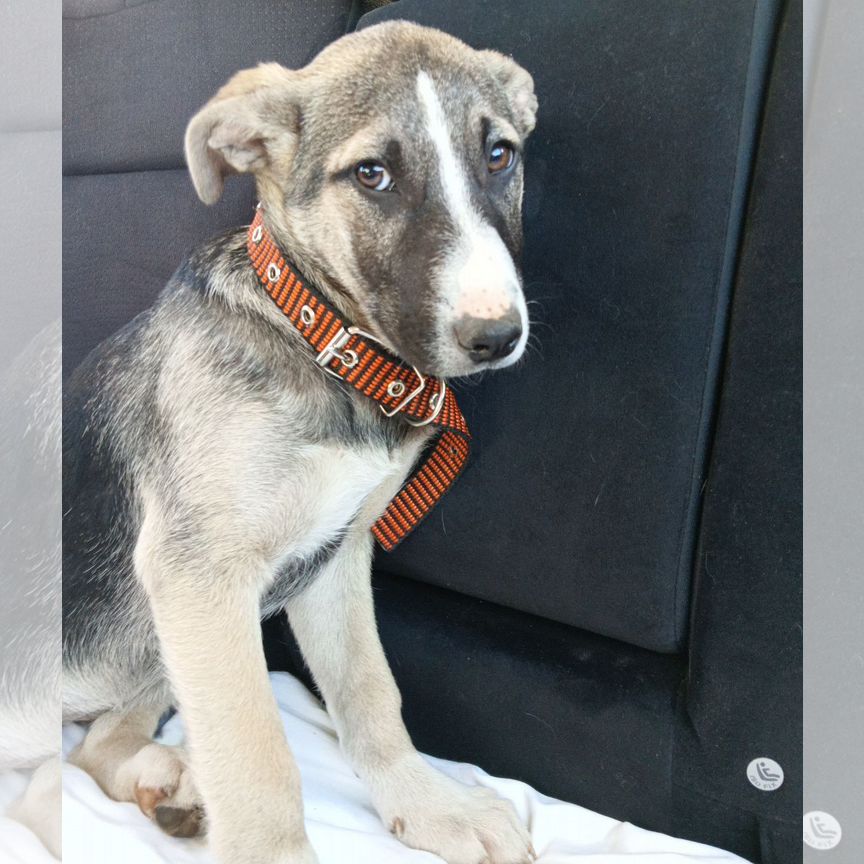 Щенок девочка в добрые руки, привезу