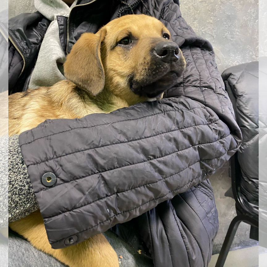 Лабрадор-ретривер, щенок