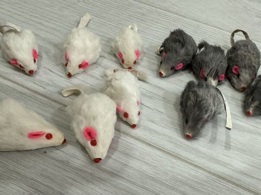 Мышки для кошки