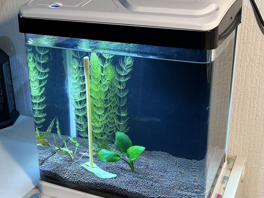 Аквариум 15 литров с креветками и рыбками
