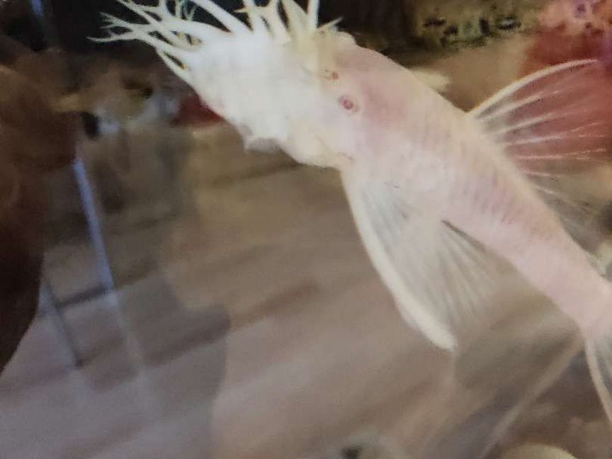 Аквариумные рыбки сомики