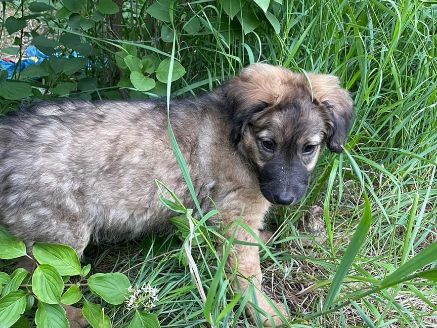 Кудрявые и рыжие парни для семьи