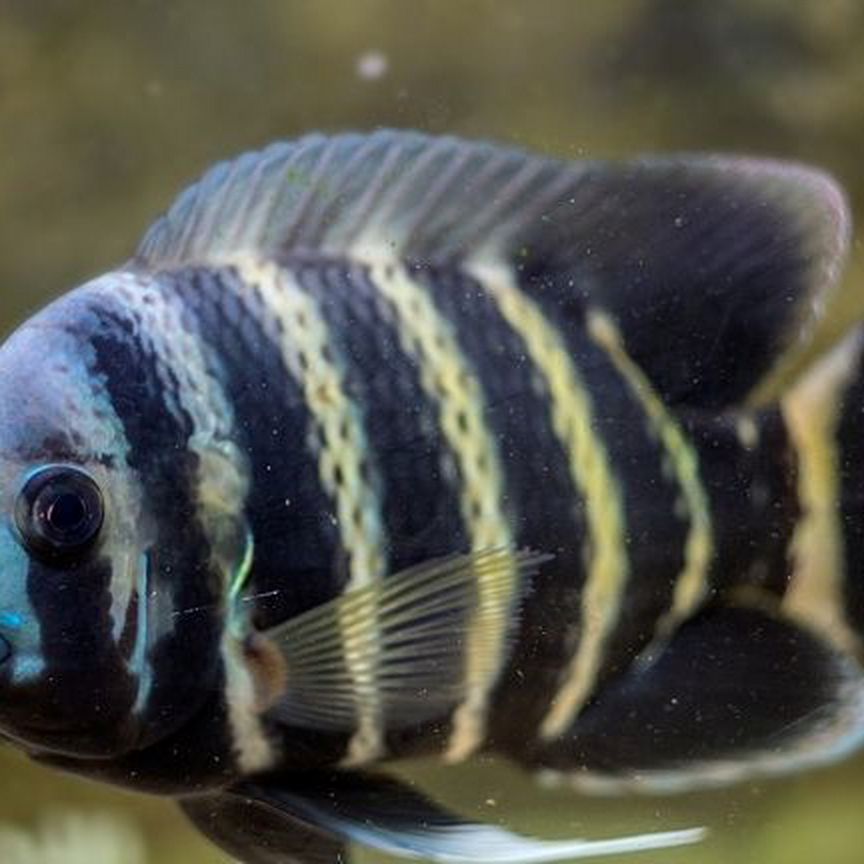 Тилапия Буттикофера