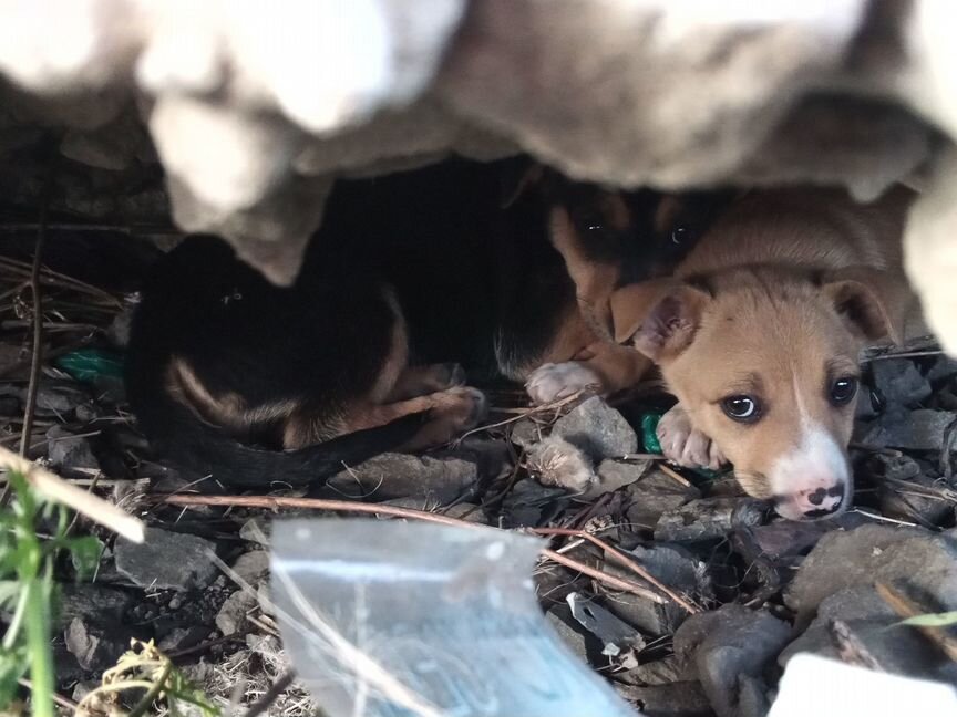 SOS Коротколапые щенки под бетонной плитой