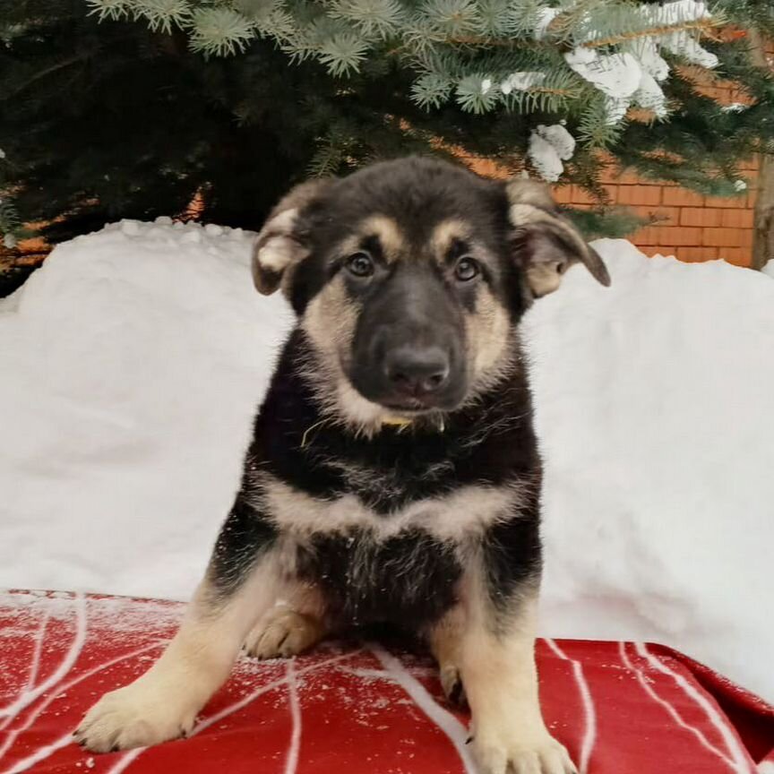 Девочка Восточноевропейская овчарка