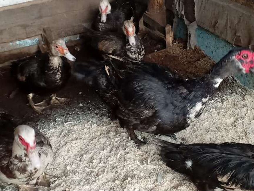 Мускусные утки индоутки индоутята