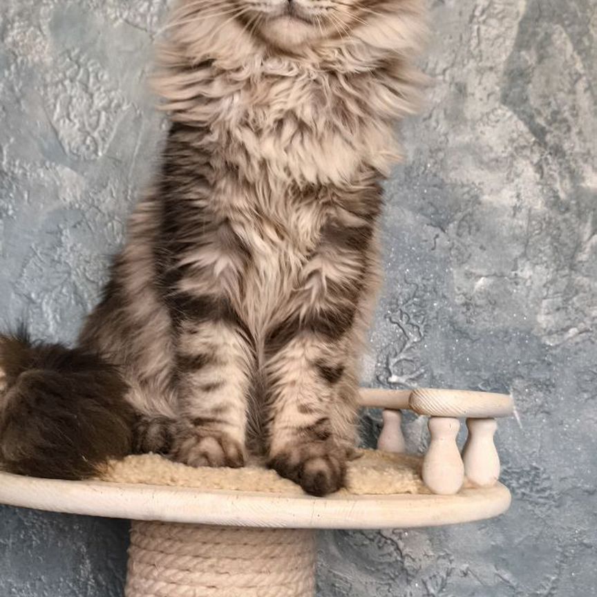 Котенок мейн-кун