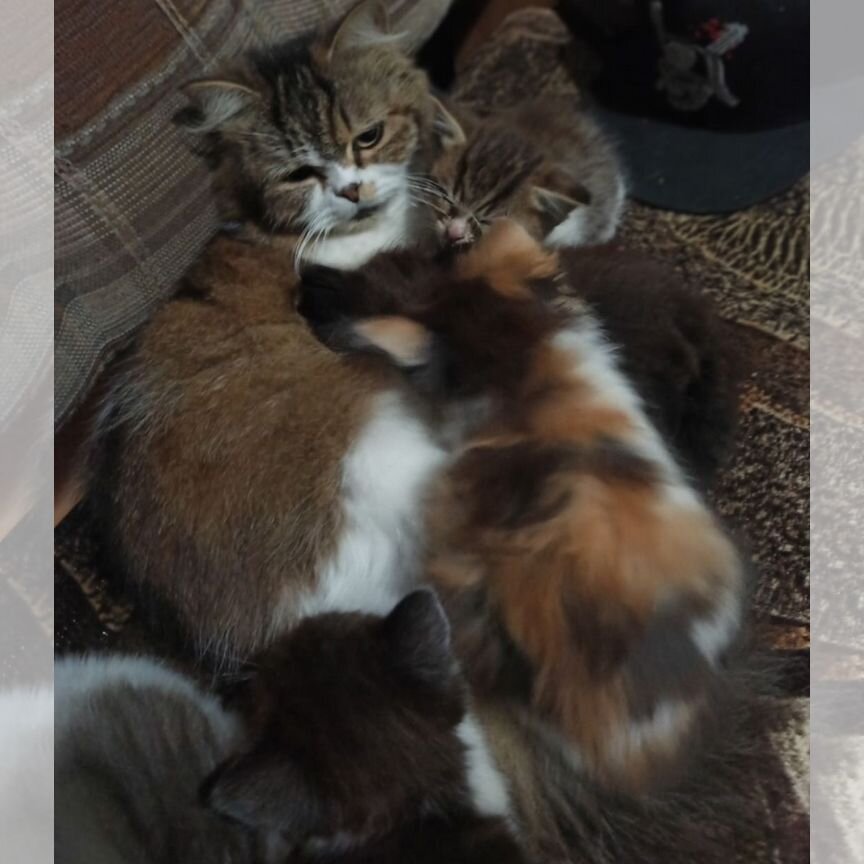 Сибирский котёнок