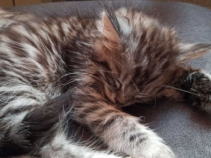 Котята мейн-кун(метисы)