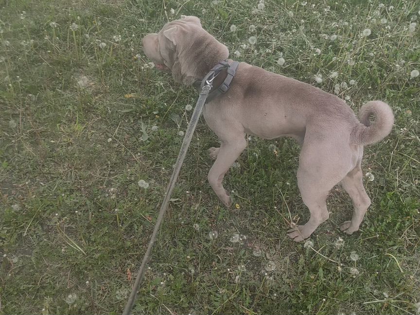 Шарпей в добрые руки