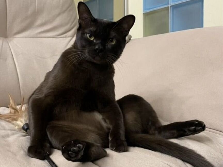 Бурманский кот