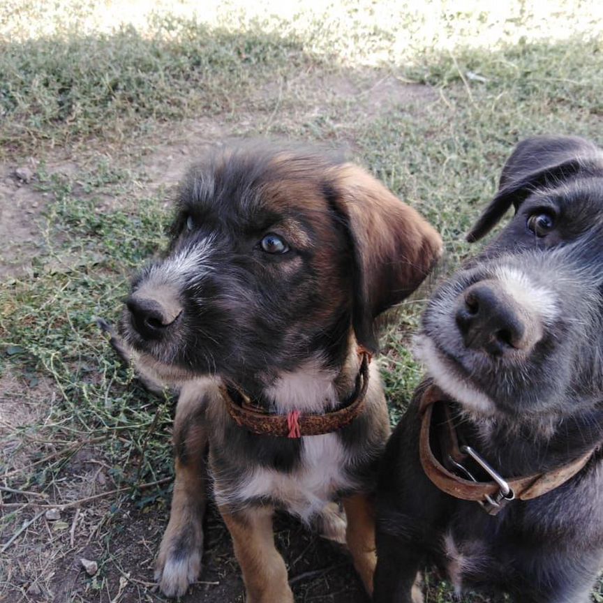 Метисы девочка и мальчик 2 месяца