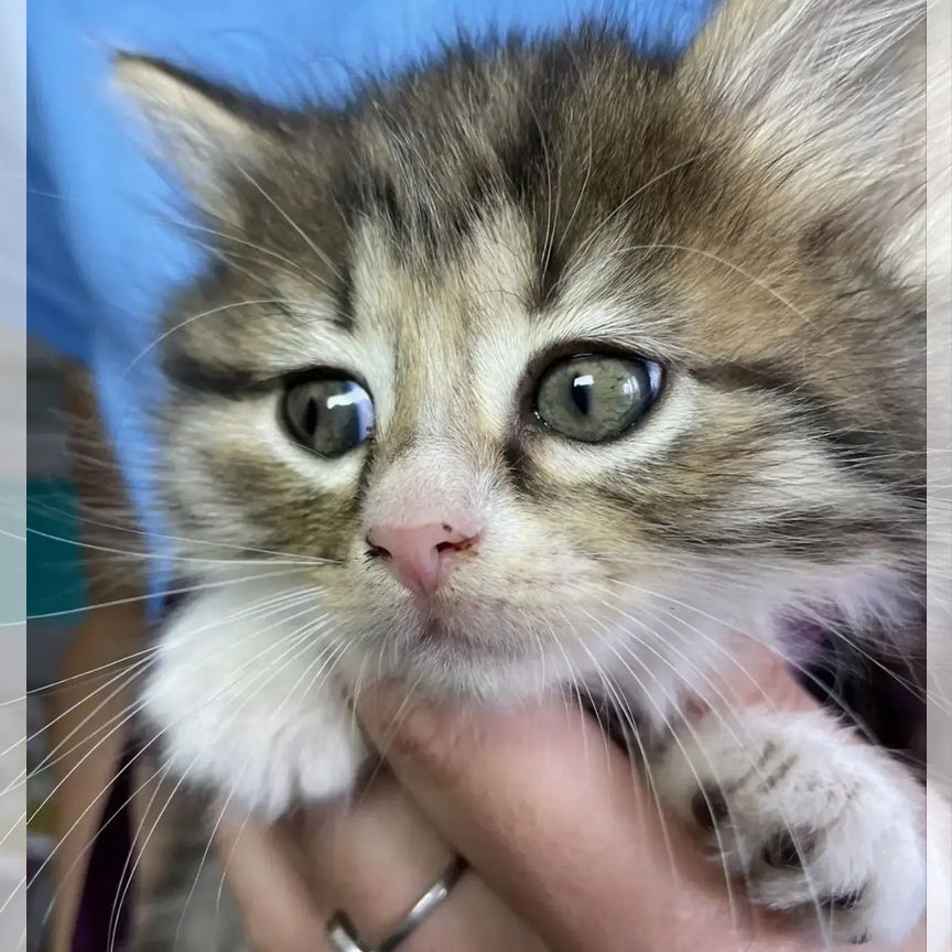 Котёнок в добрые руки