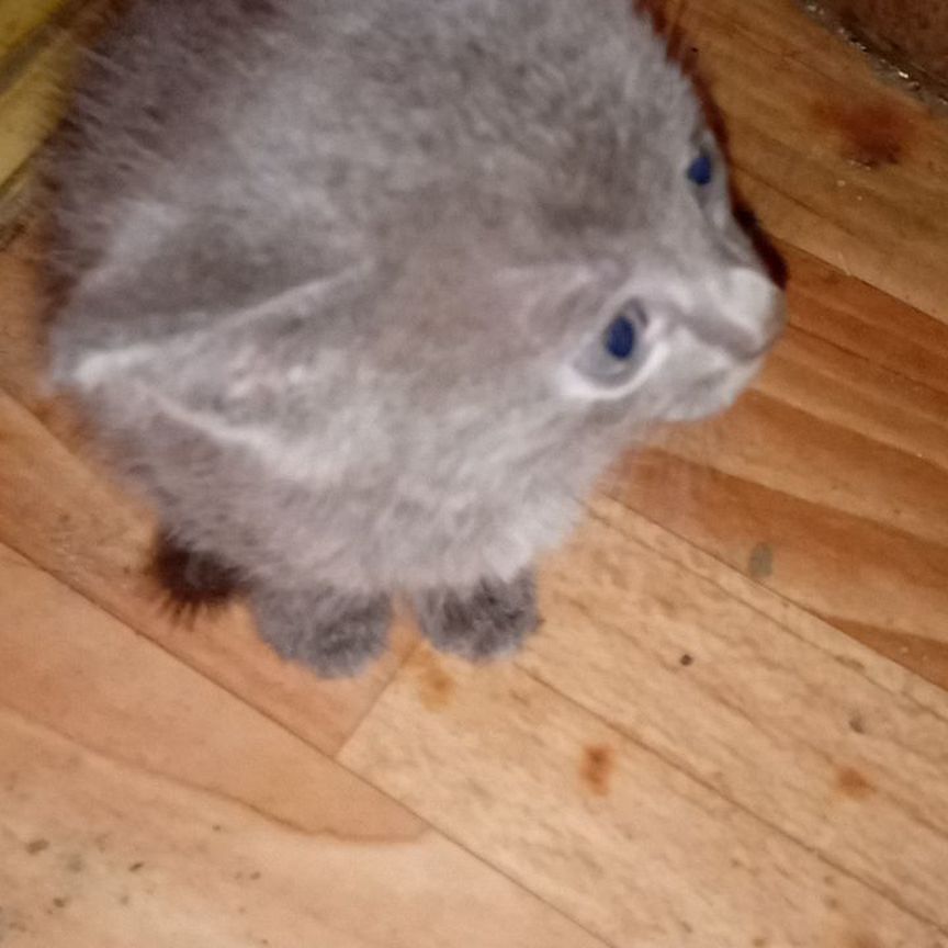 Отдам в добрые руки