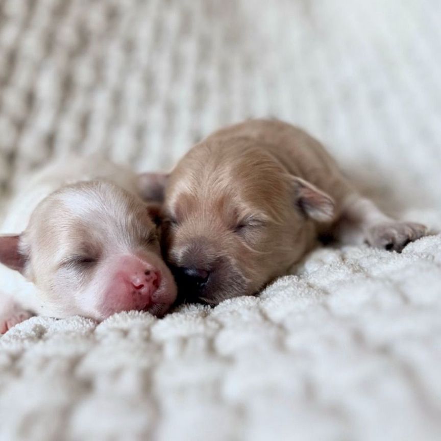 Щенки мальтипу мини, девочка и мальчик