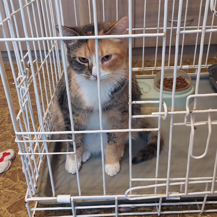 Кошечка молодая Трехцветка Бесплатно