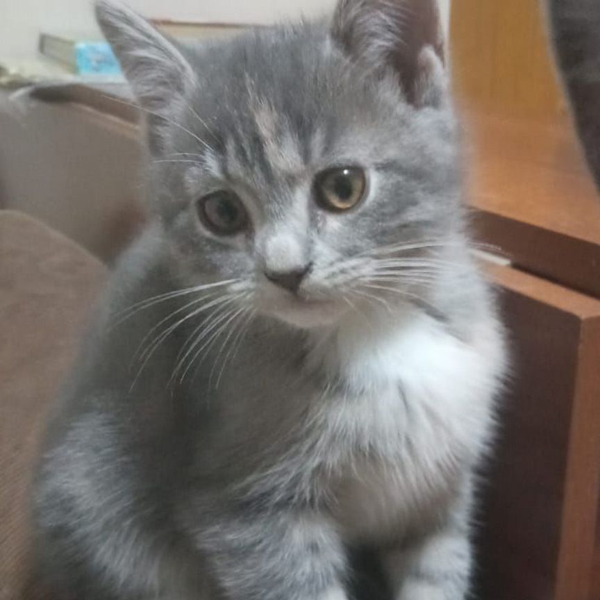 Мурка, лоток на 5 , очень ласковая