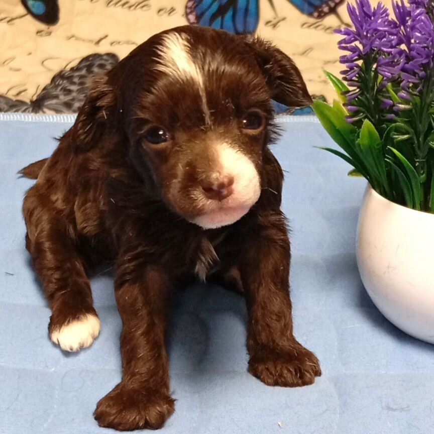 Китайская хохлатая, шоколадное чудо