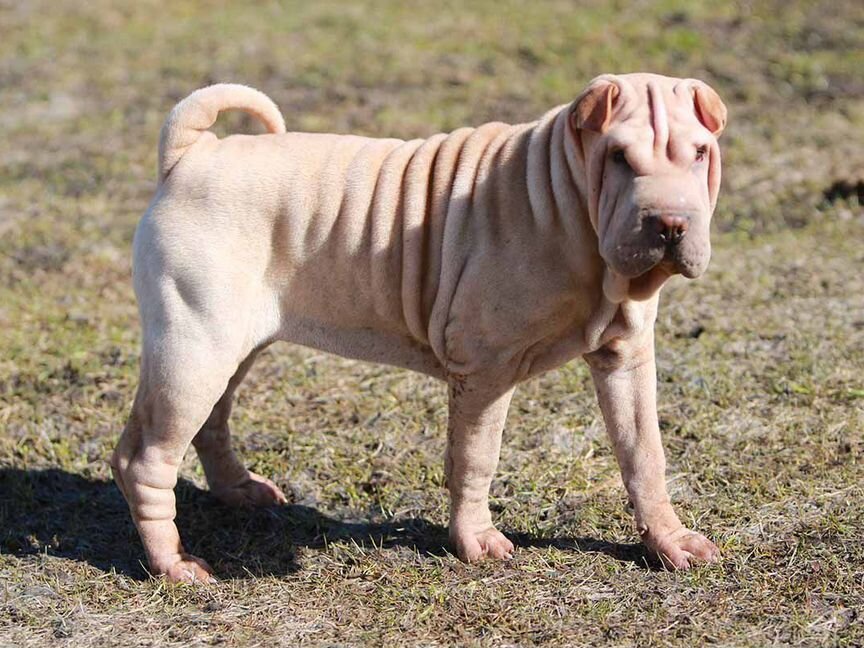 Шарпейка голубогенная