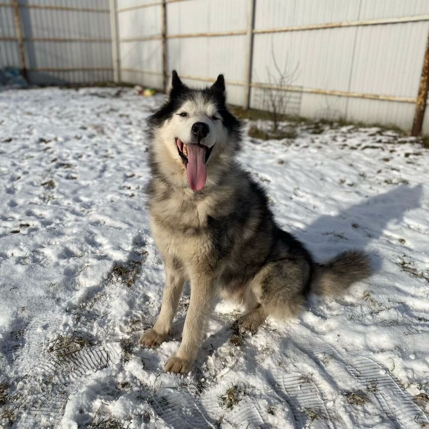 Хаски в добрые руки