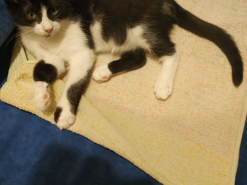 Красивый котенок