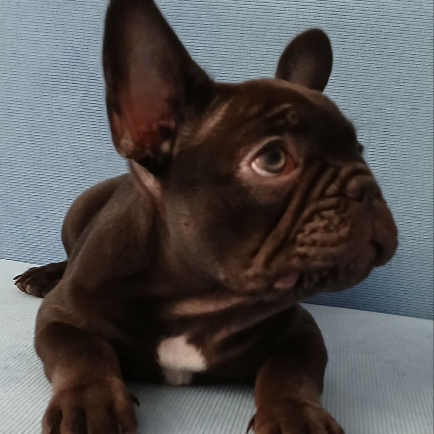 Щенки французского бульдога