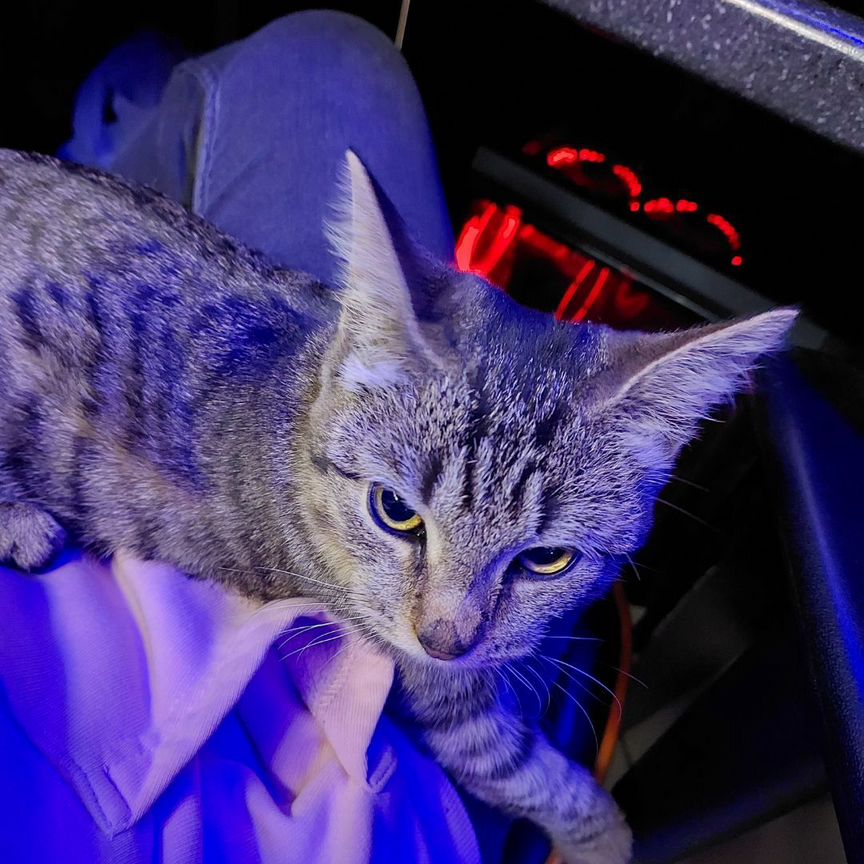 Котёнок
