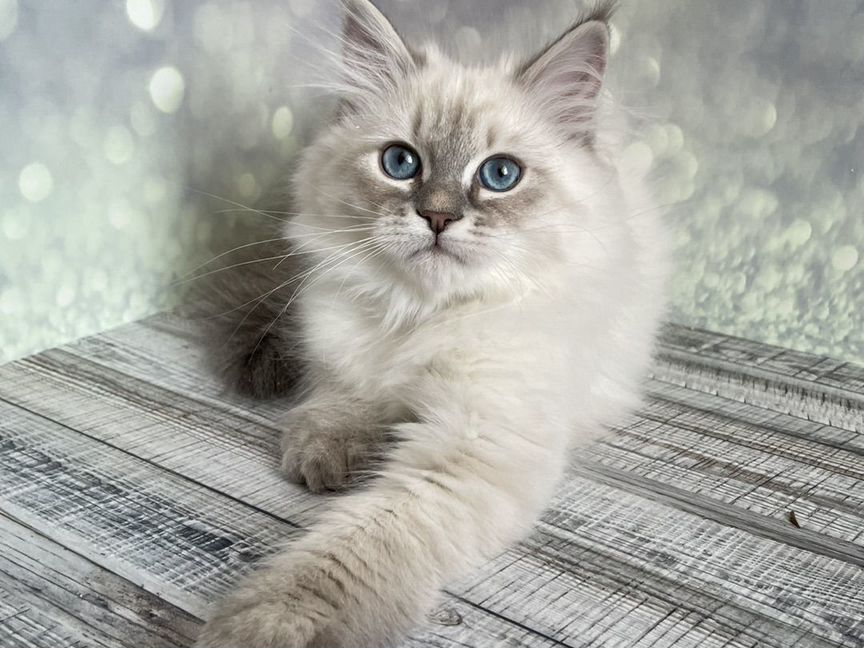 Невский маскарадный котик