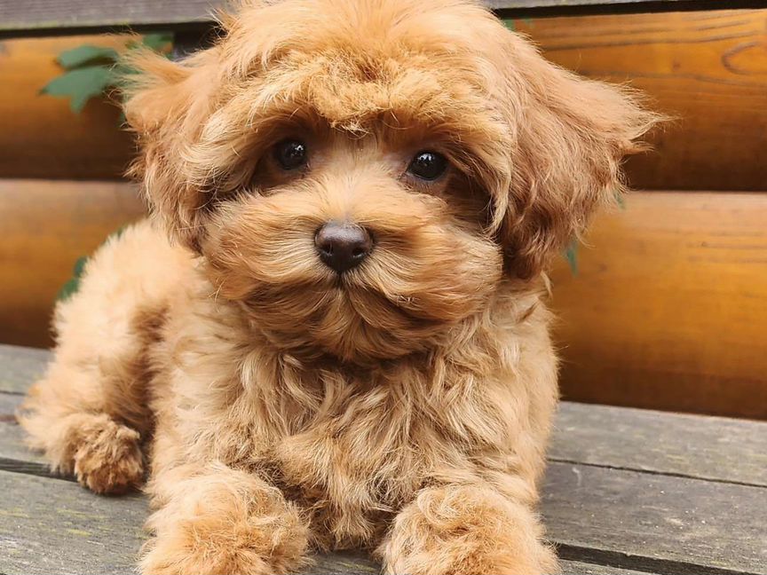 Рыжий красавчик